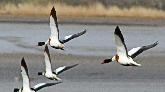 Wacker Quay wildlife on Nature Watch walk | cornish-times.co.uk